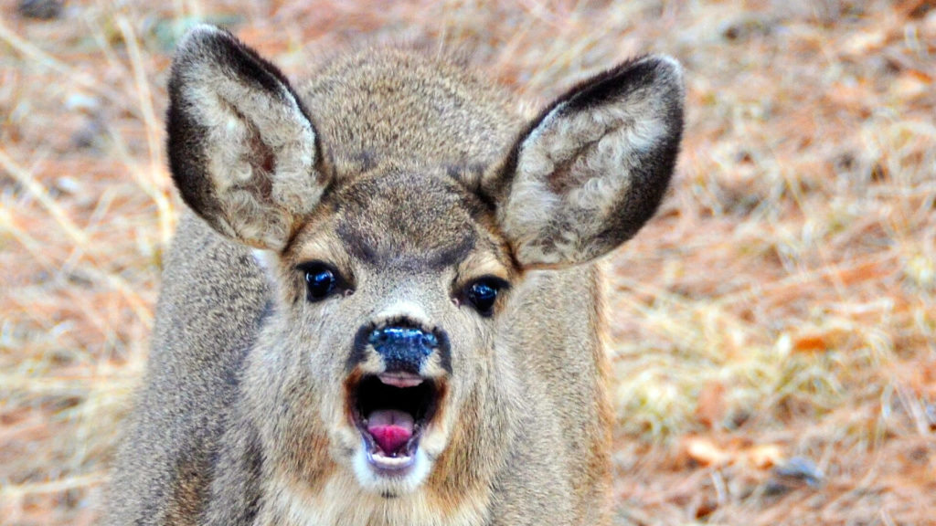 Quiz: Can You Correctly Identify These Whitetail Subspecies? - CarbonTV