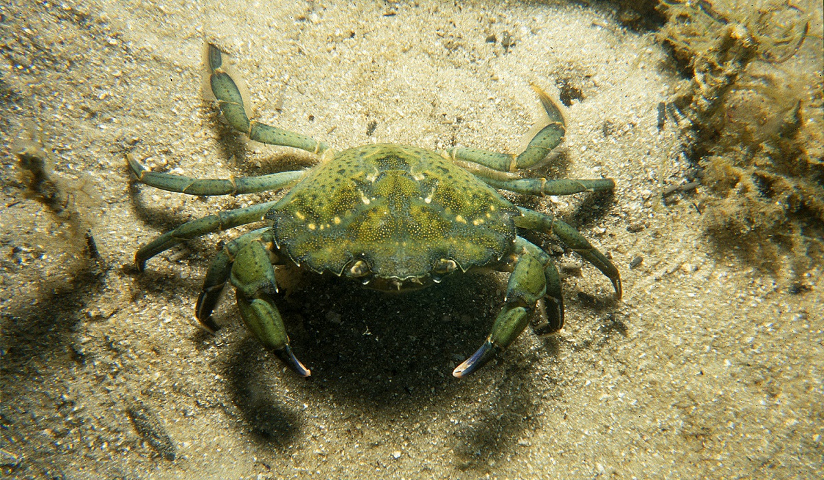 Angry Canadian Crabs Are Threatening Fragile US Ecosystems - CarbonTV