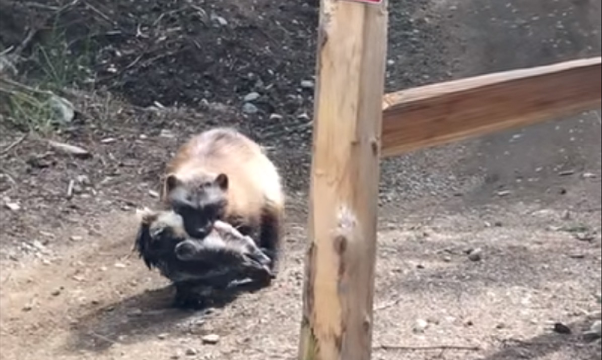 Video: Wolverine Walks By Biker Carrying Goat Head - CarbonTV