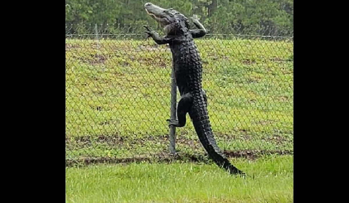 Video: Florida Man Watches Alligator Jumping Fence into Air Force Base ...