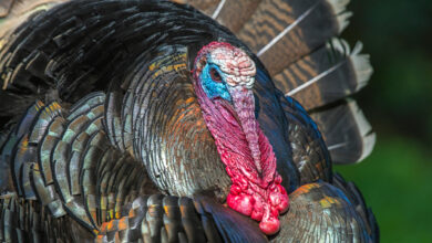 Turkeys' Senses and How To Beat Them - CarbonTV