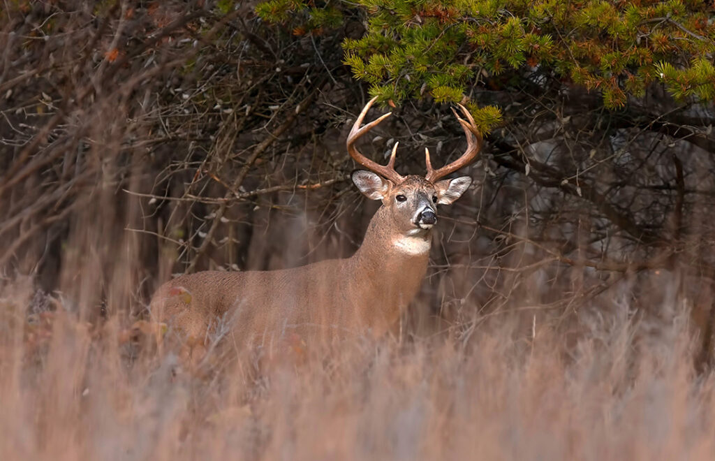 When is Rutting Season For Deer? Hunting During Rutting Season