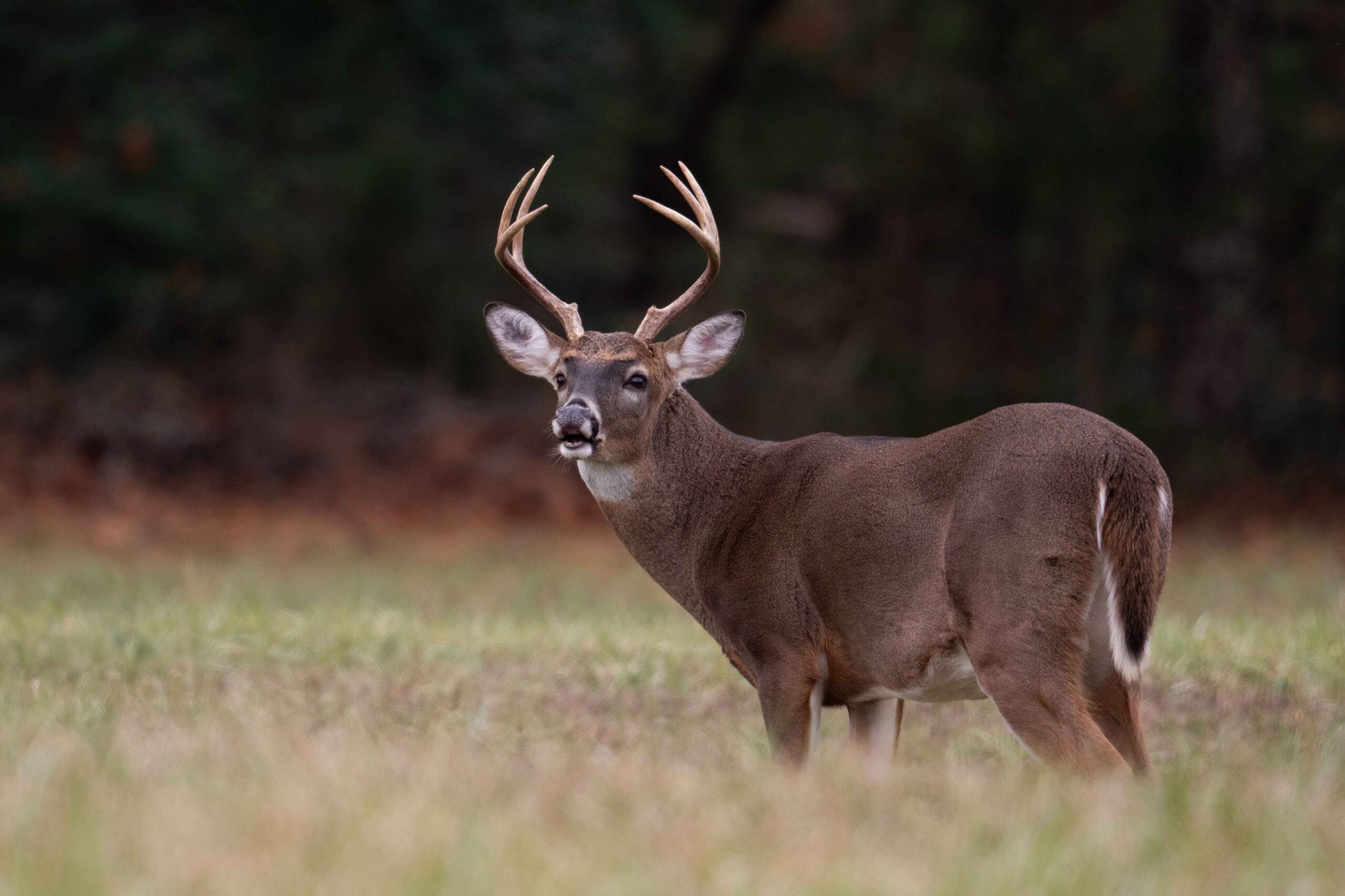 When is Rutting Season For Deer? Hunting During Rutting Season