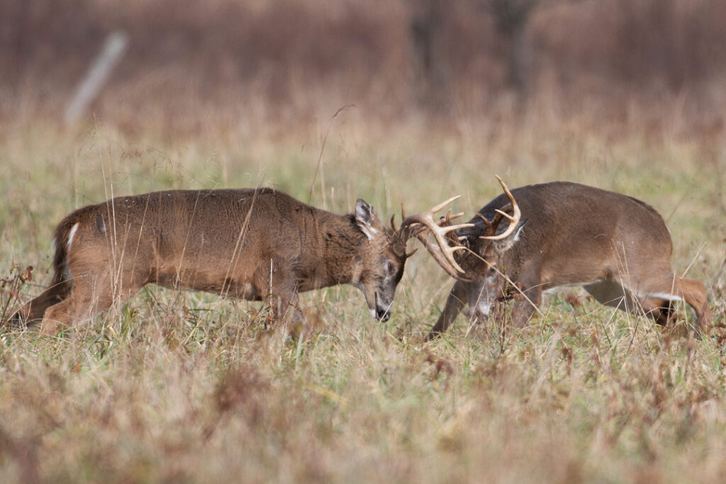 When is Rutting Season For Deer? Hunting During Rutting Season