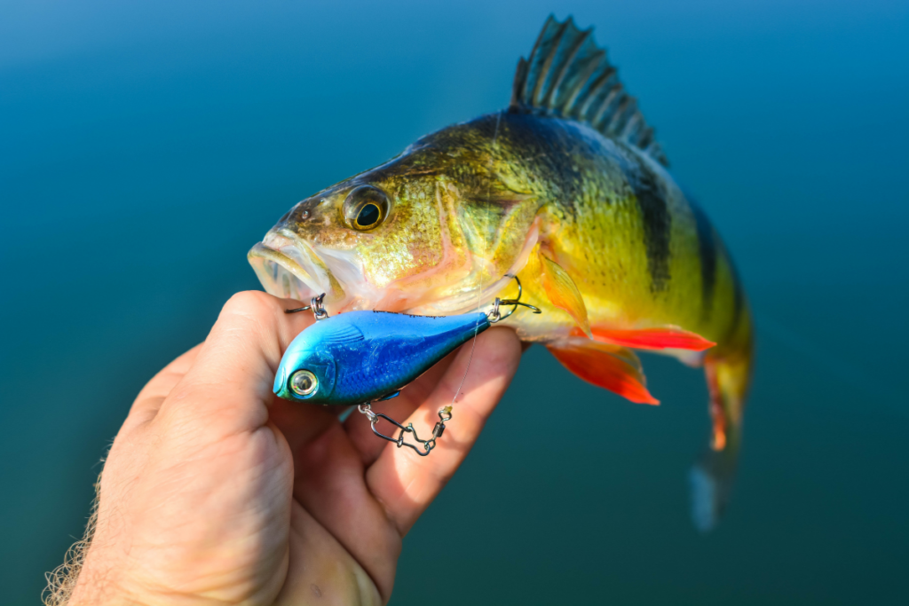 Rules for Early Spring Bass Fishing | What You Need To Know