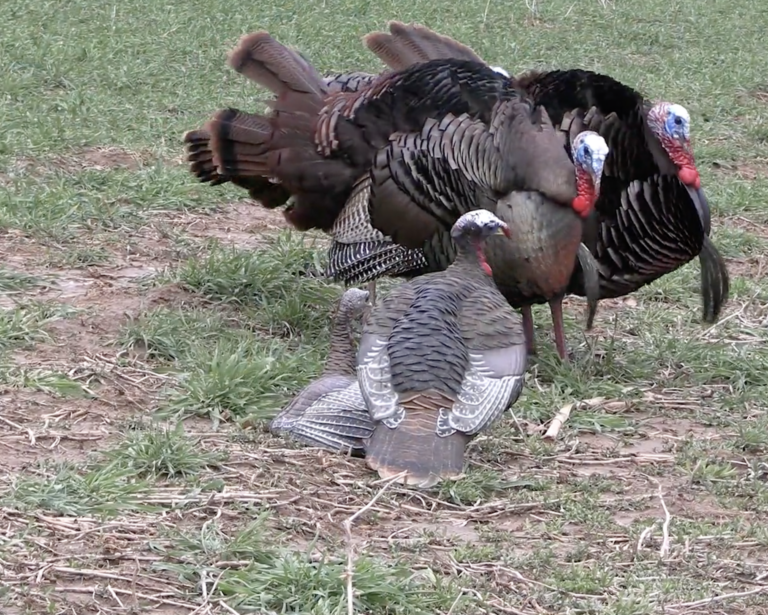 Understanding Turkey Strutting and What It Means To You