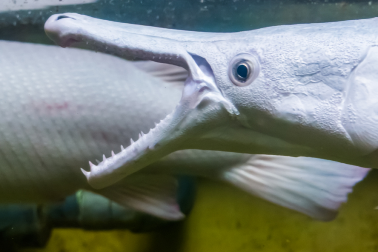 8 Types of Fish With Teeth Out of a Horror Movie