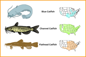 Types of Catfish: Most Common Catfish Species