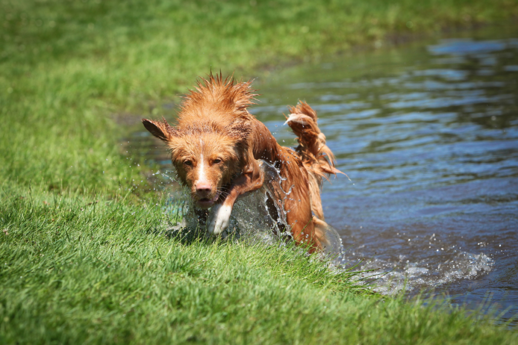 10 Best Duck Hunting Dogs: Choosing the Top Companion Breed
