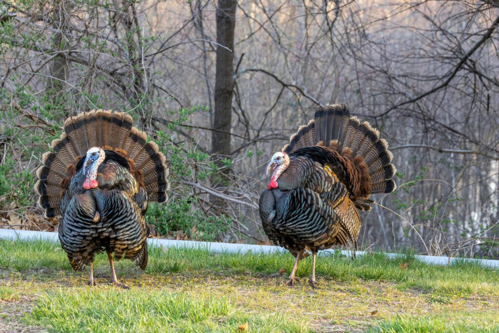 Turkey Mating Season Breeding And Spring Production