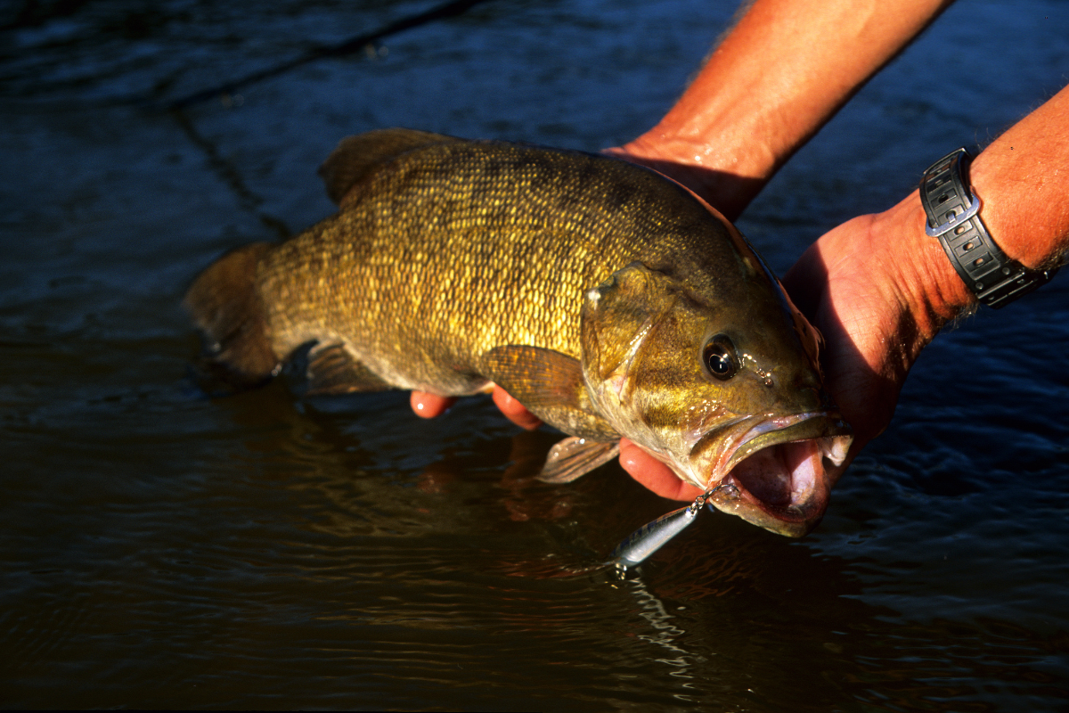 How to Catch Smallmouth Bass: The Complete Fisherman's Guide