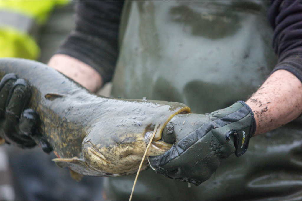 The Complete Guide to Catching and Cooking Bullhead Catfish