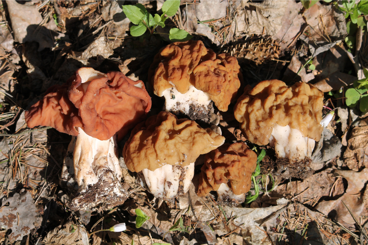 False Morel vs Morel Mushroom: Forage Safely