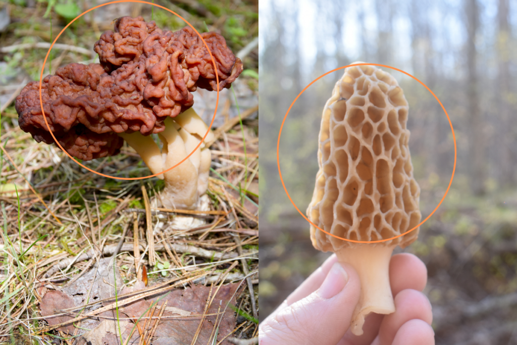 False Morel vs Morel Mushroom: Forage Safely