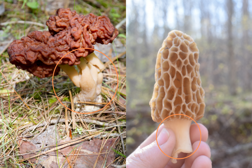 False Morel vs Morel Mushroom: Forage Safely