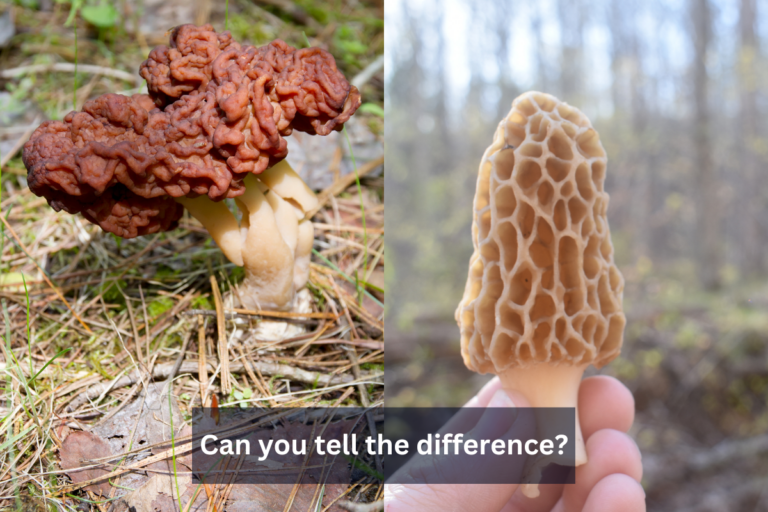 False Morel vs Morel Mushroom: Forage Safely