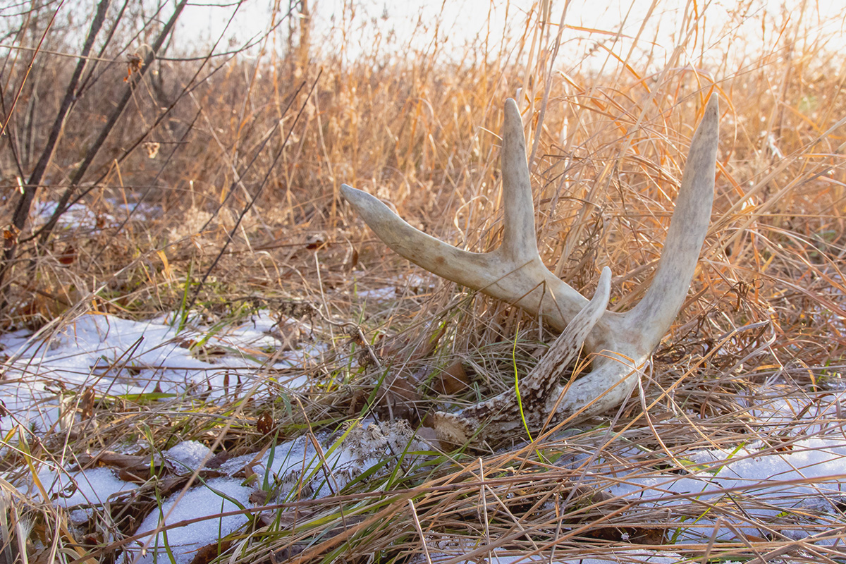 The Ultimate Guide to Shed Hunting | A Fun Offseason Activity