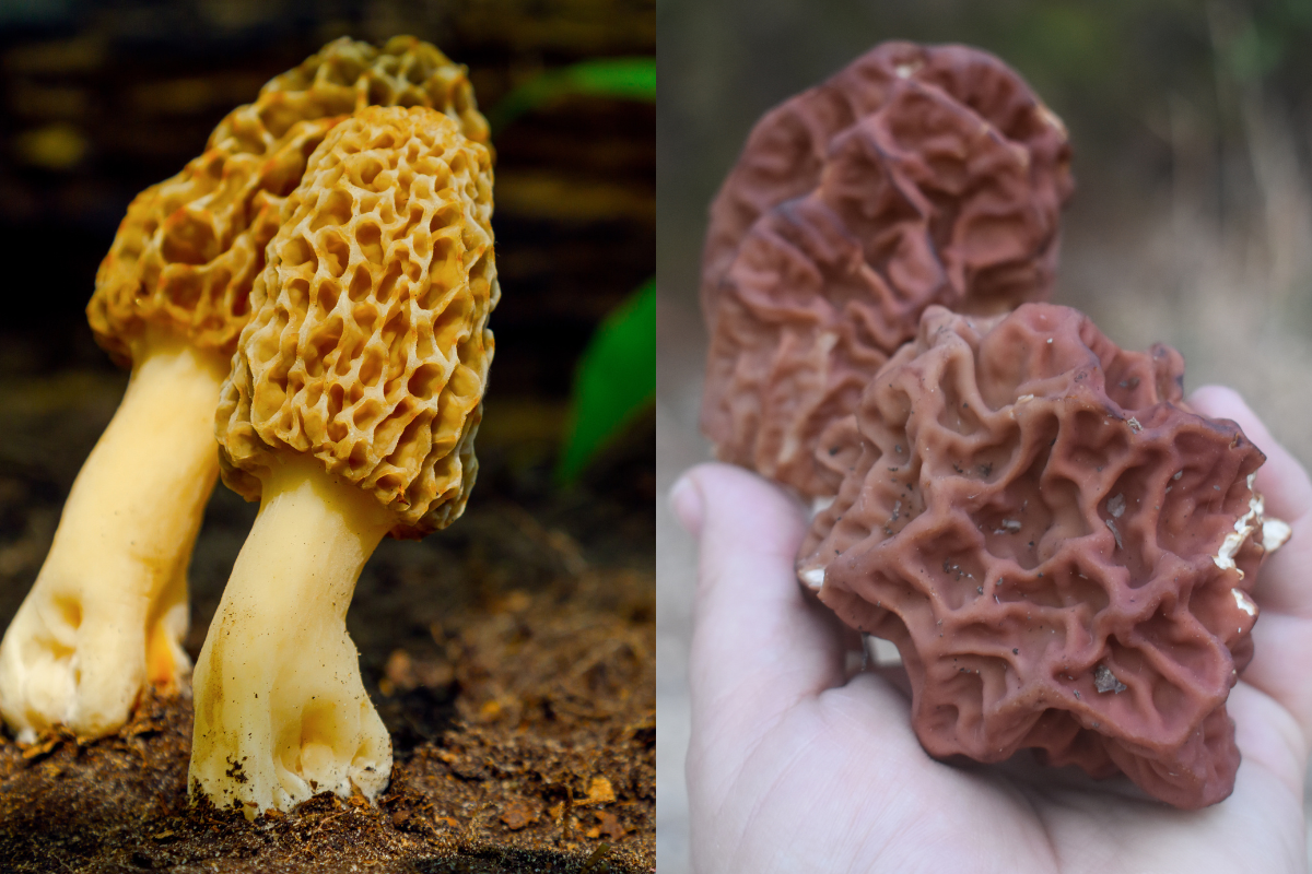 False Morel vs Morel Mushroom: Forage Safely