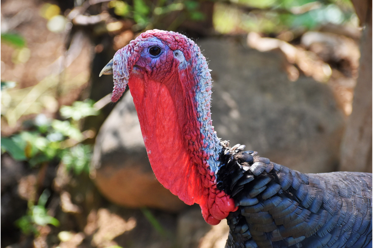 What a Turkey Snood Tells You About Your Tom | CarbonTV