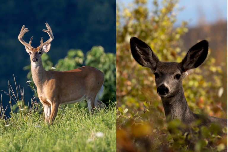 Mule Deer vs Whitetail Deer: Guide to Telling the Two Apart