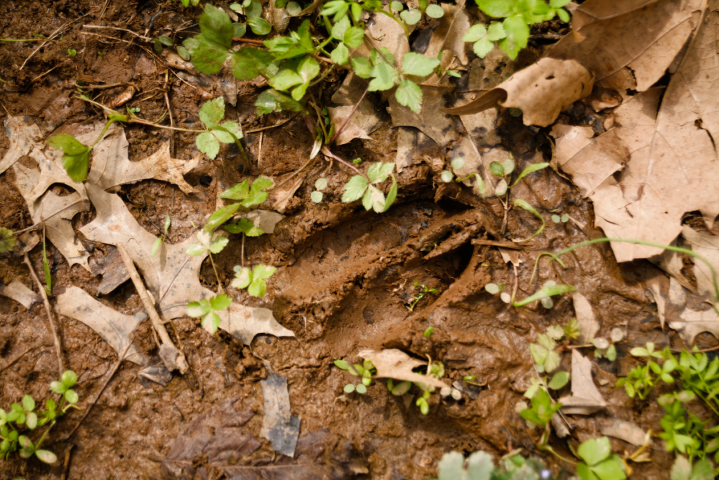 Deer Tracks: Here's What They Tell You | Images and Expert Tips