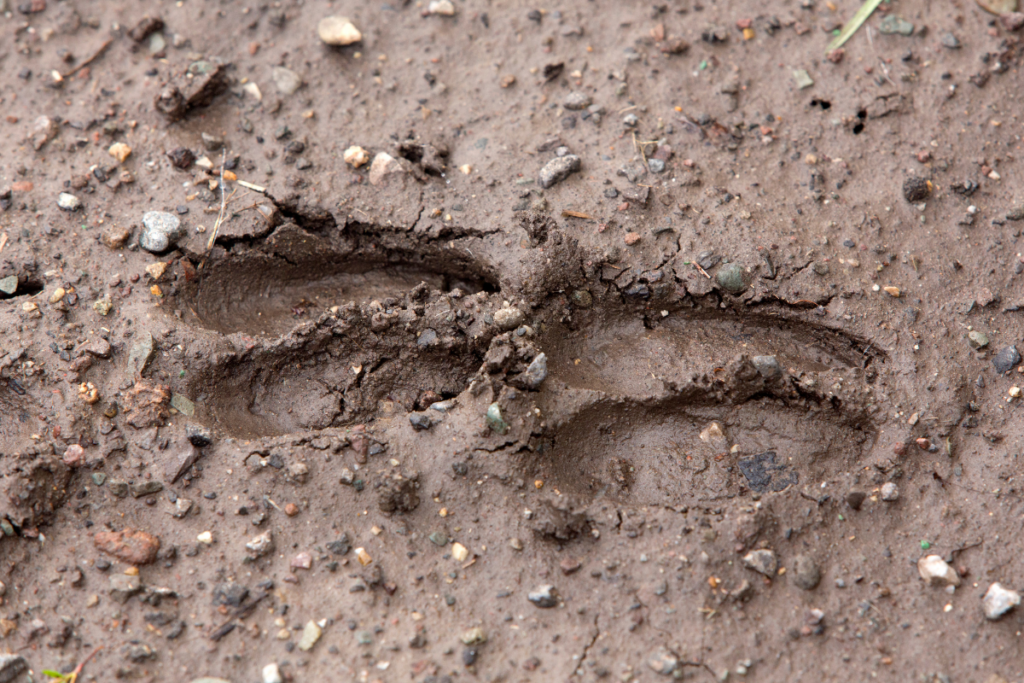 Deer Tracks: Here's What They Tell You | Images and Expert Tips