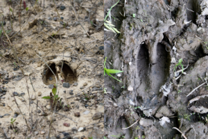 Deer Tracks: Here's What They Tell You | Images and Expert Tips