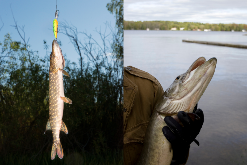Muskie vs Pike: Understanding the Differences